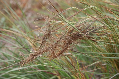 Effects of Depth and Duration of Burial on Tanglehead Seed Viability ...